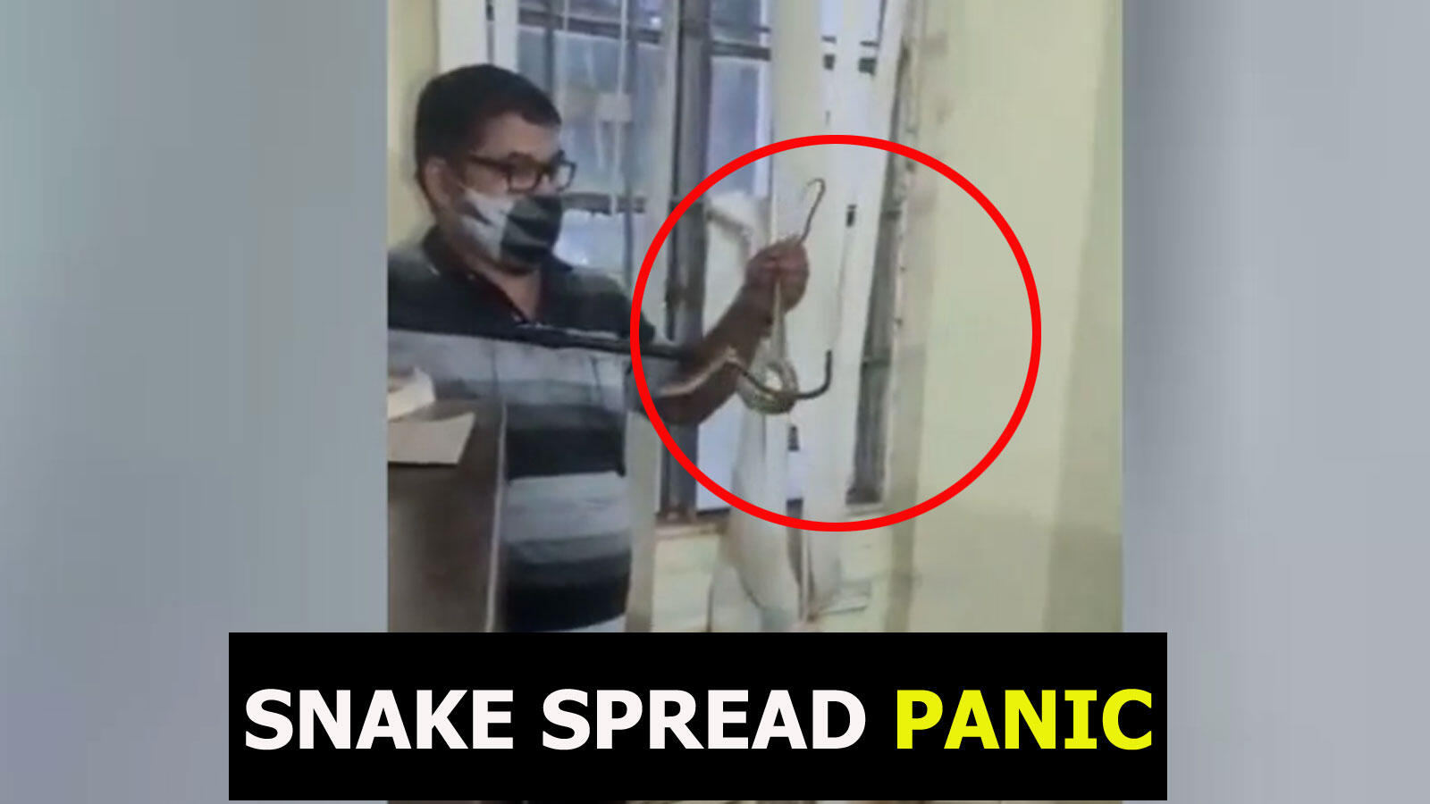 Watch: 3-feet long rat snake caught from official’s chamber in Bhubaneswar