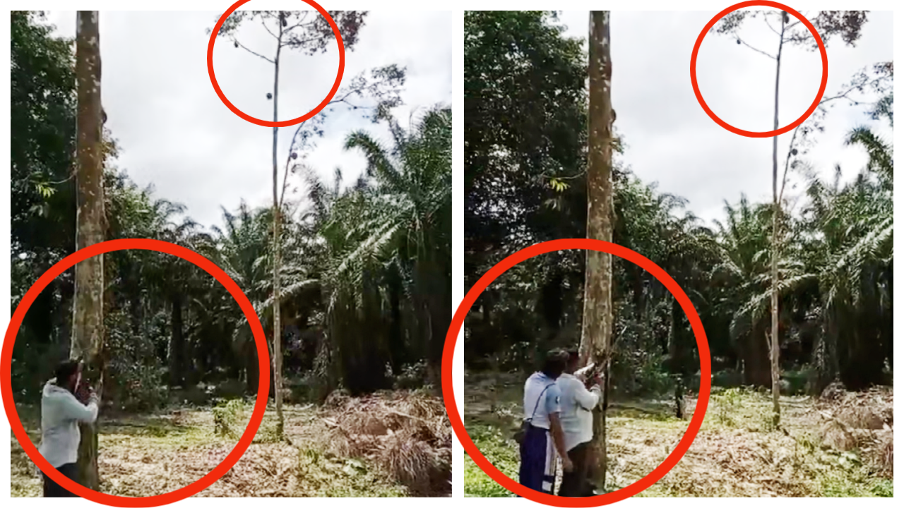 Watch: When hunters start harvesting fruits with rifles