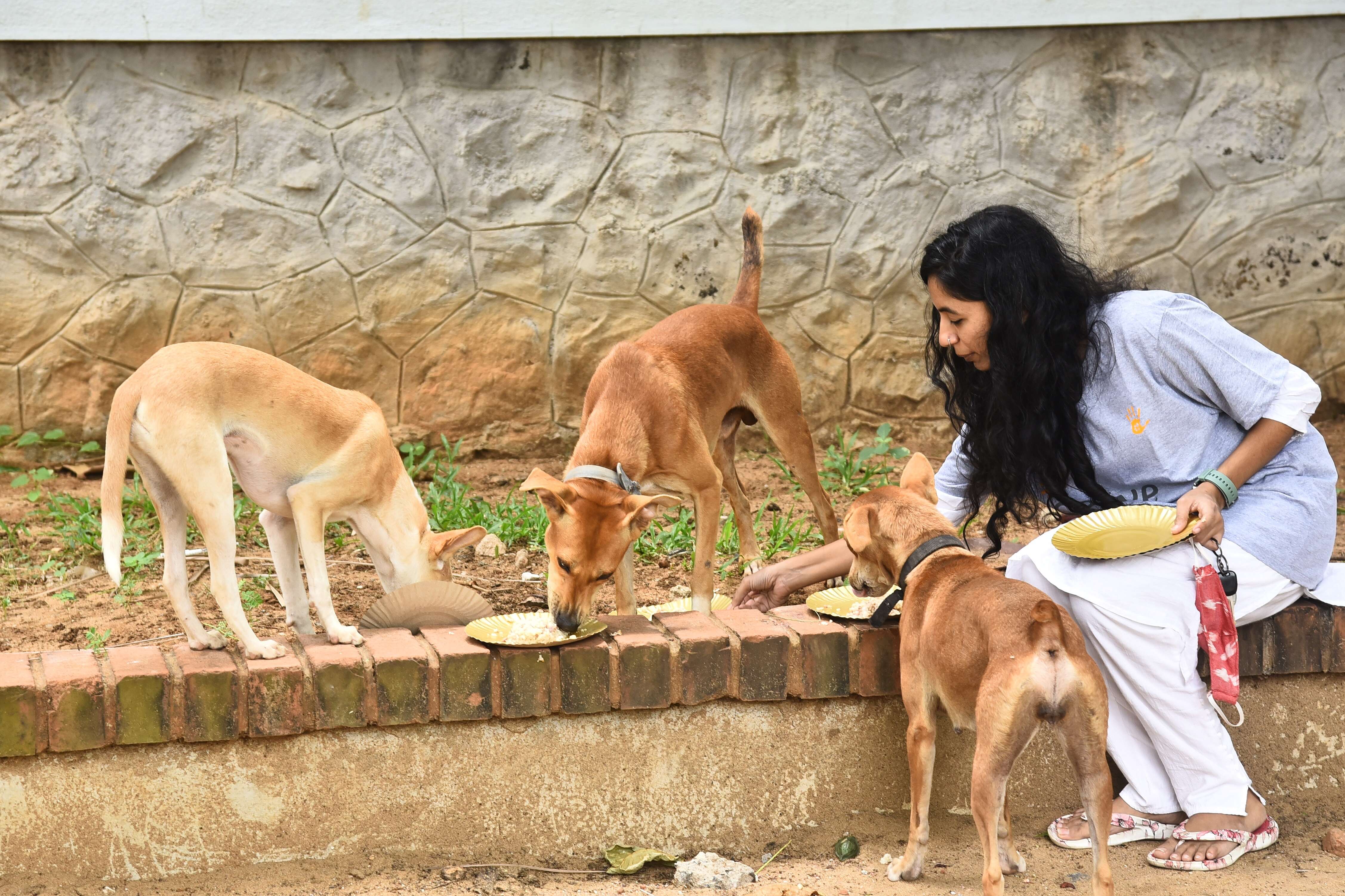 #ServeTheStrays: Freedom from hunger for 3,000 happy strays