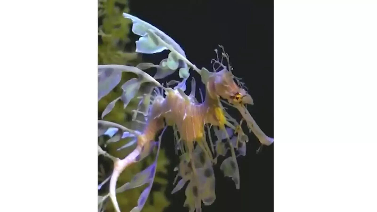 Can you guess this creature?