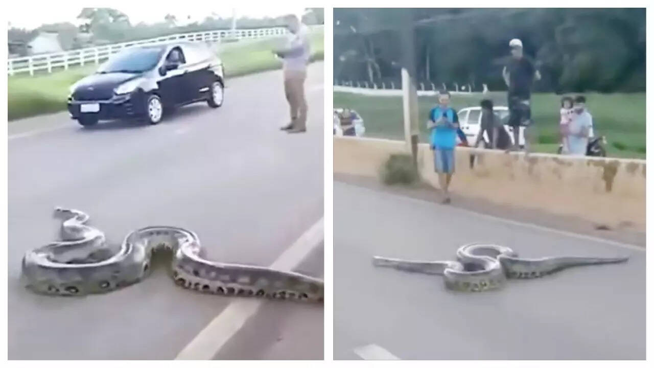 Massive snake crosses highway, attracts spectators