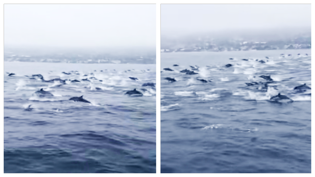 Ever seen a mega-pod of dolphins?