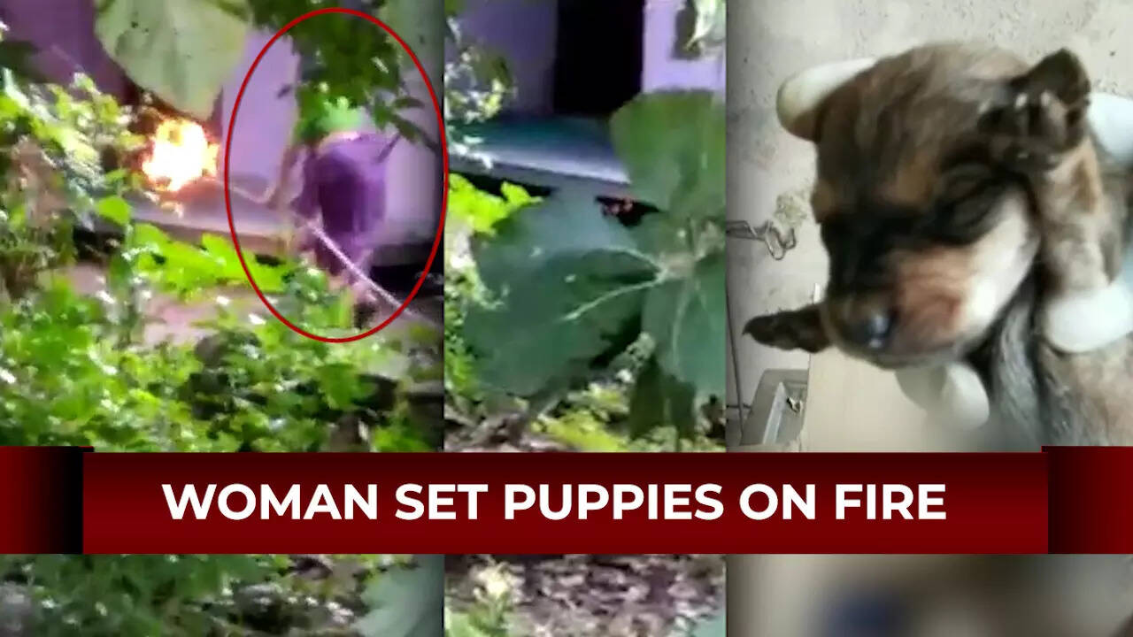 viral video: Brutal: Woman set dog, puppies on fire in Kerala