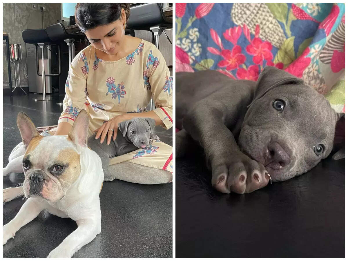 Samantha's new pup Saasha is too cute: Watch how she likes to join the ...