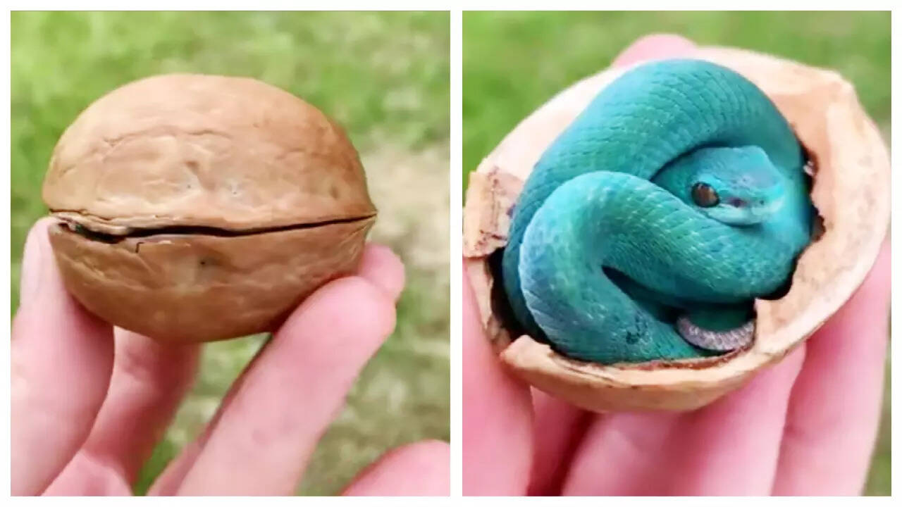 Viper in a nutshell: Baby pit viper has a cozy home