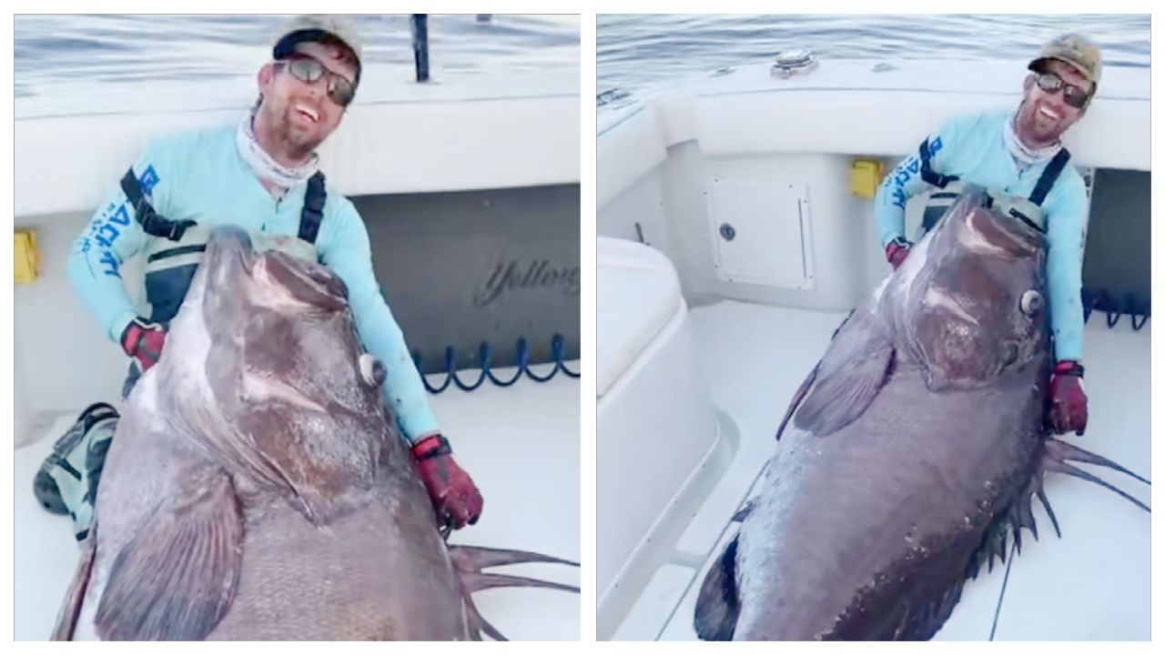 Amazing: Man captures massive grouper fish