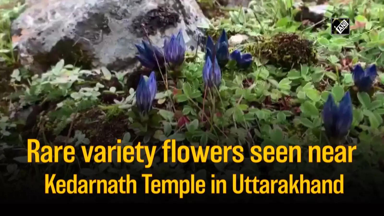 Rare variety flowers seen near Kedarnath Temple in Uttarakhand