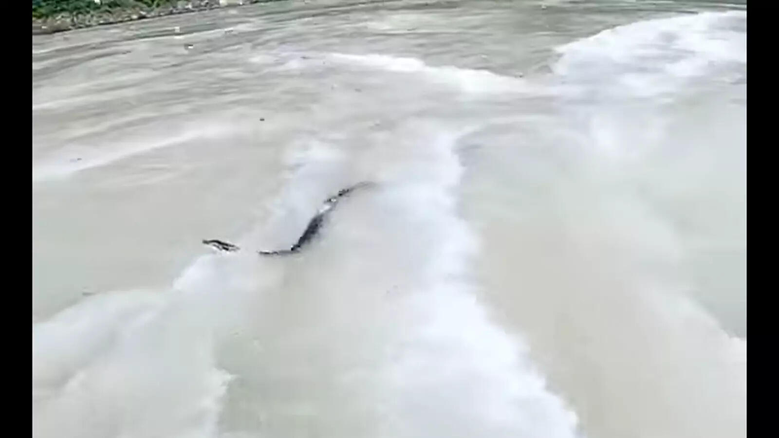 Viral Video: Snake in the water scares tourists in Rishikesh