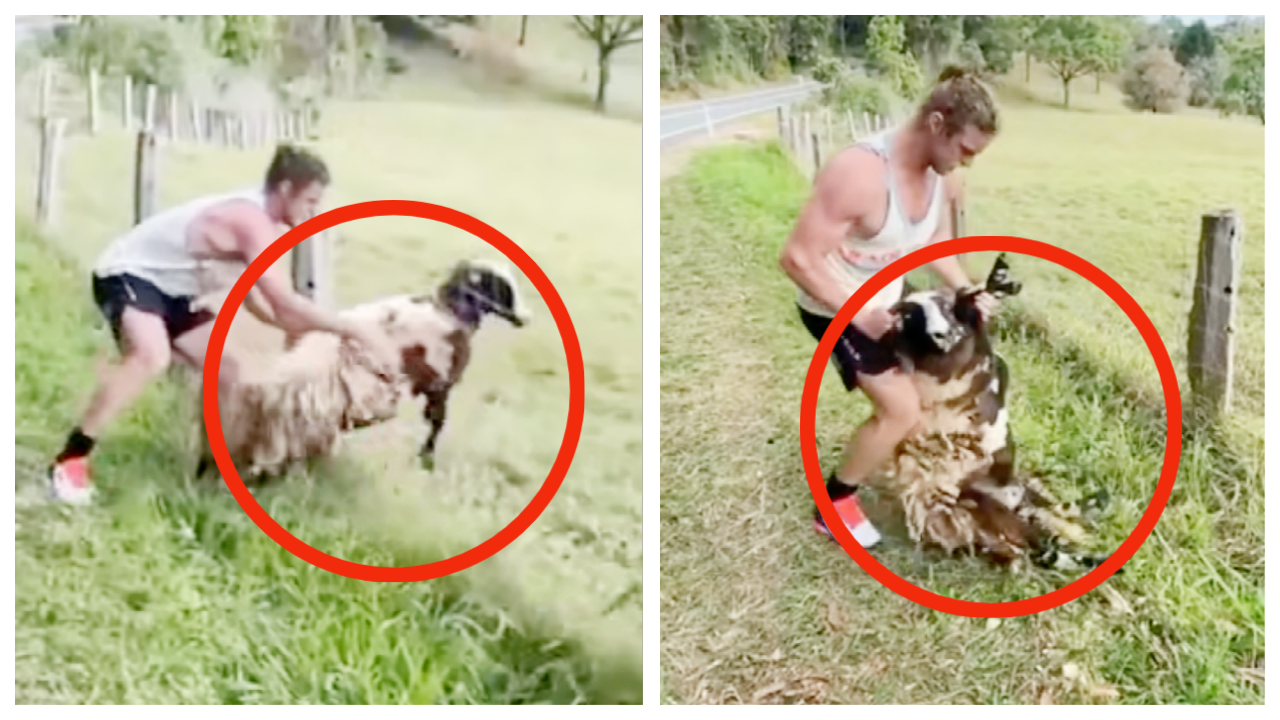 Watch: Man rescues sheep stuck on metal fence