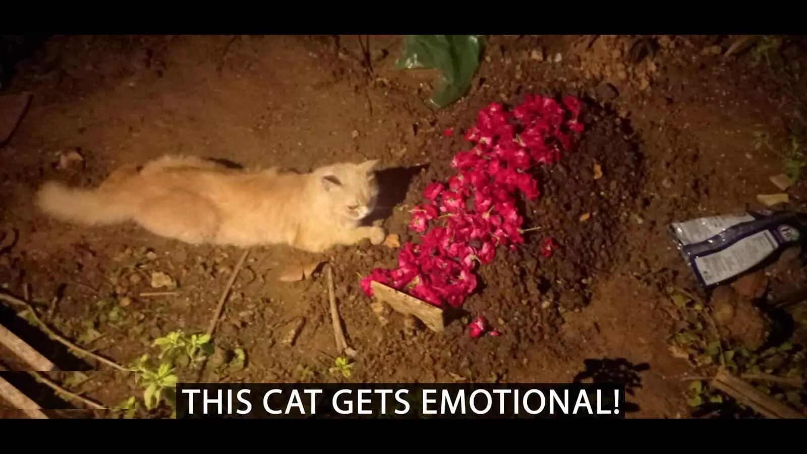 When a cat mourns sibling’s death in Gujarat; video goes viral