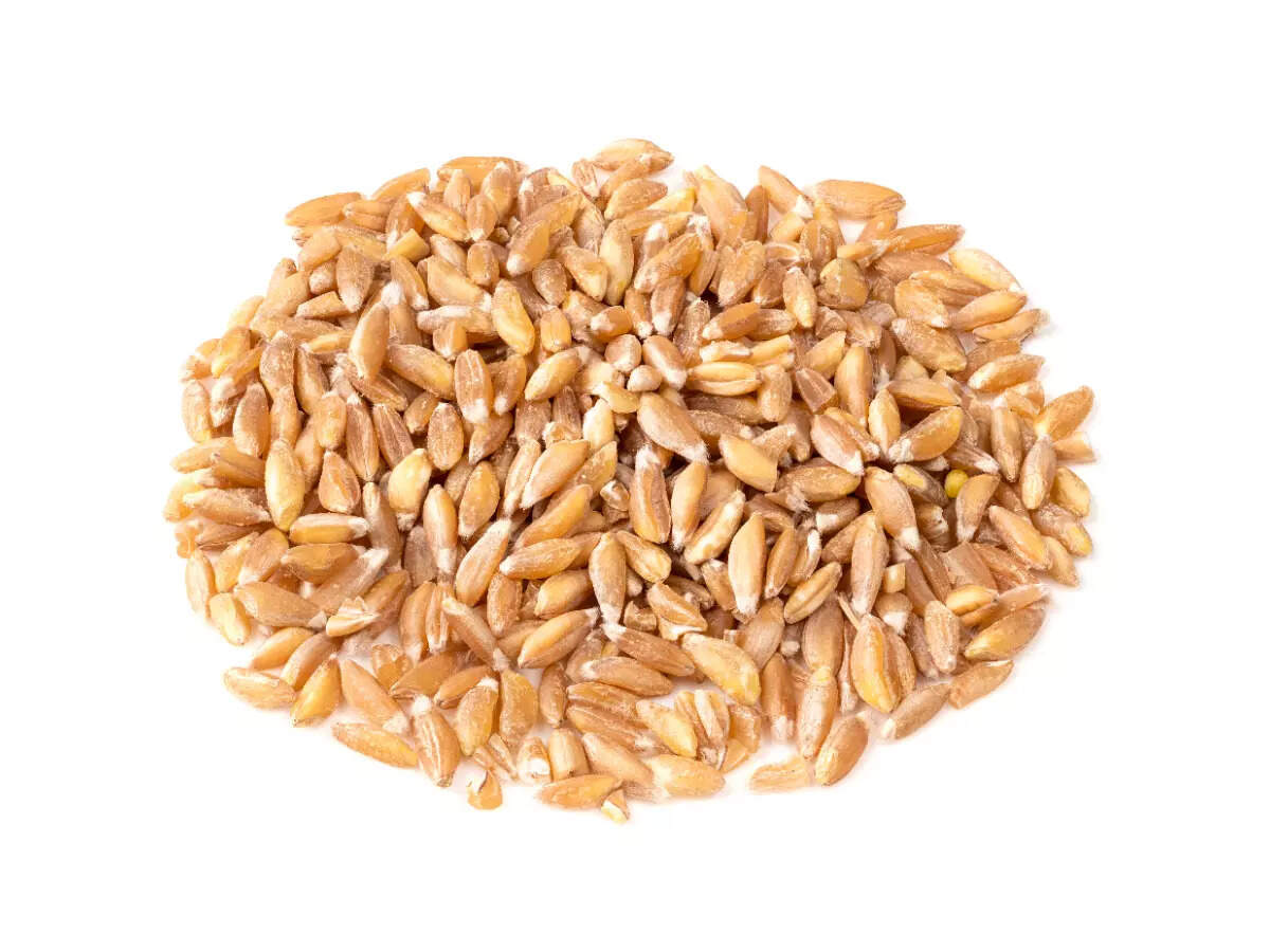 Is Khapli the best variety of wheat for daily consumption?