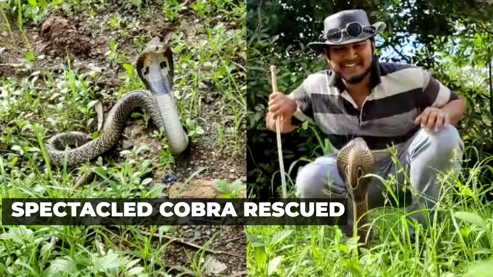 Watch: Spectacled cobra rescued from a company garden in Thane