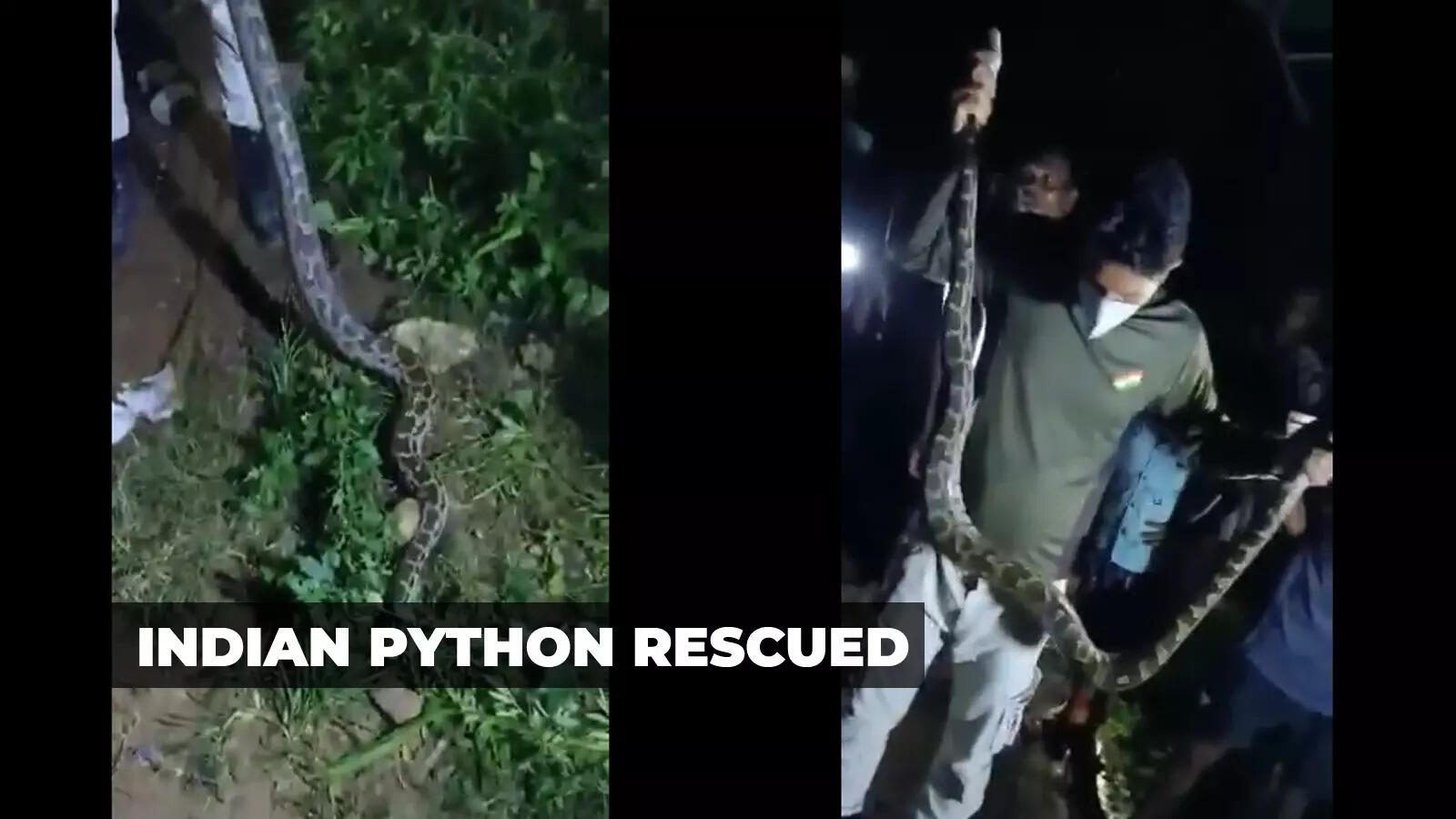 viral video: Caught on camera: 8-feet-long Indian python rescued in ...