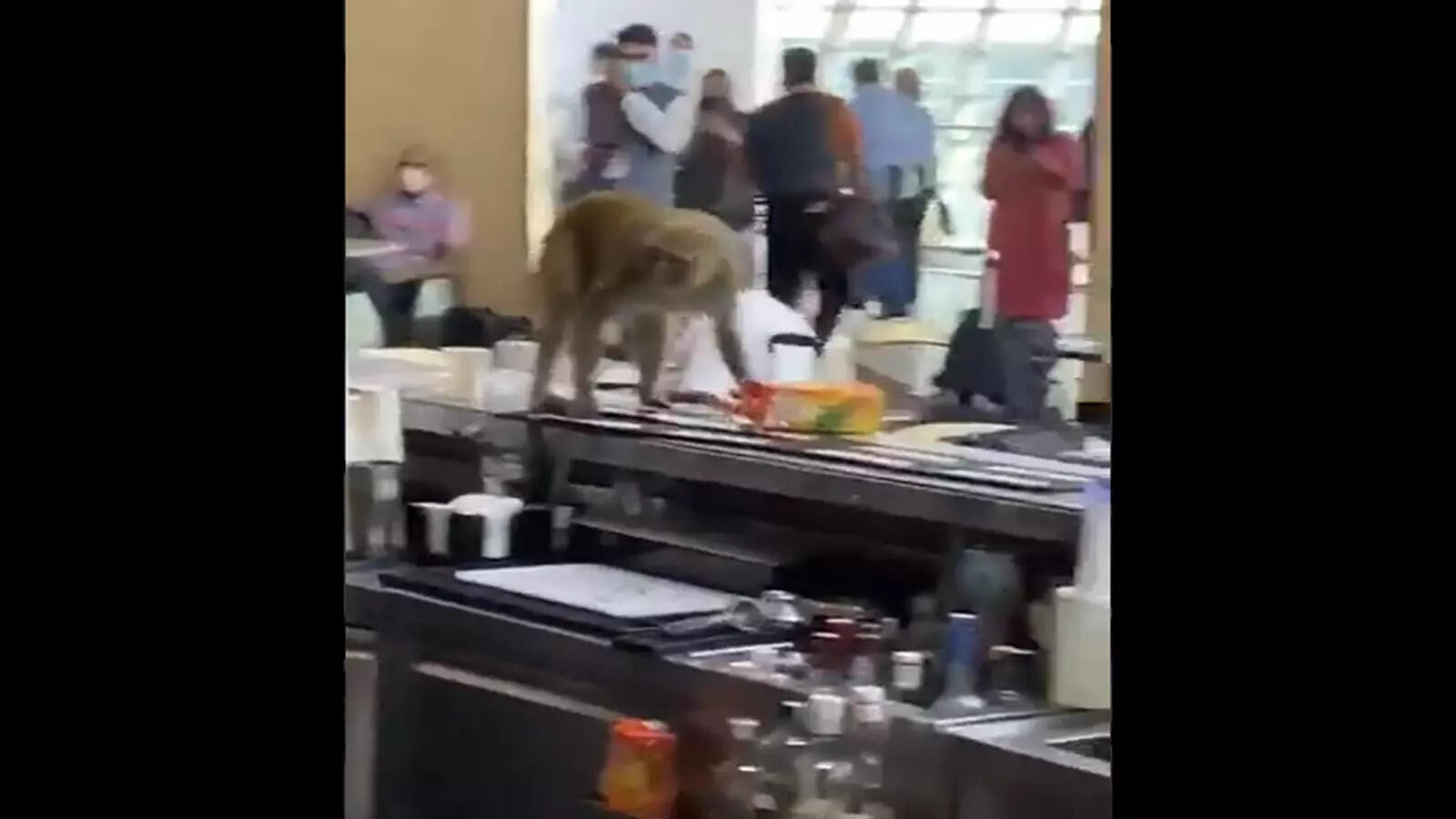 Delhi: Monkey enters VIP lounge at IGI Airport