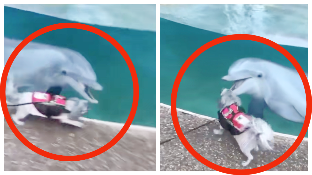 Watch: Dolphin and dog spark a friendship
