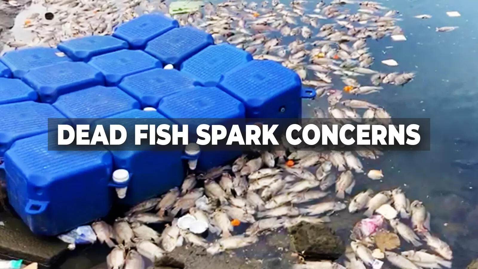 dead fish: Thousands of fish found dead in Mumbai's Banganga Tank ...