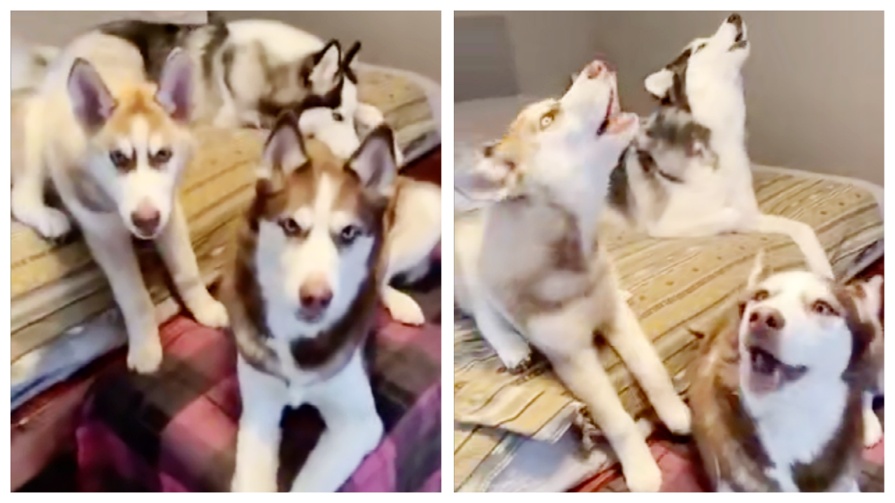 Woman starts conversation with husky trio