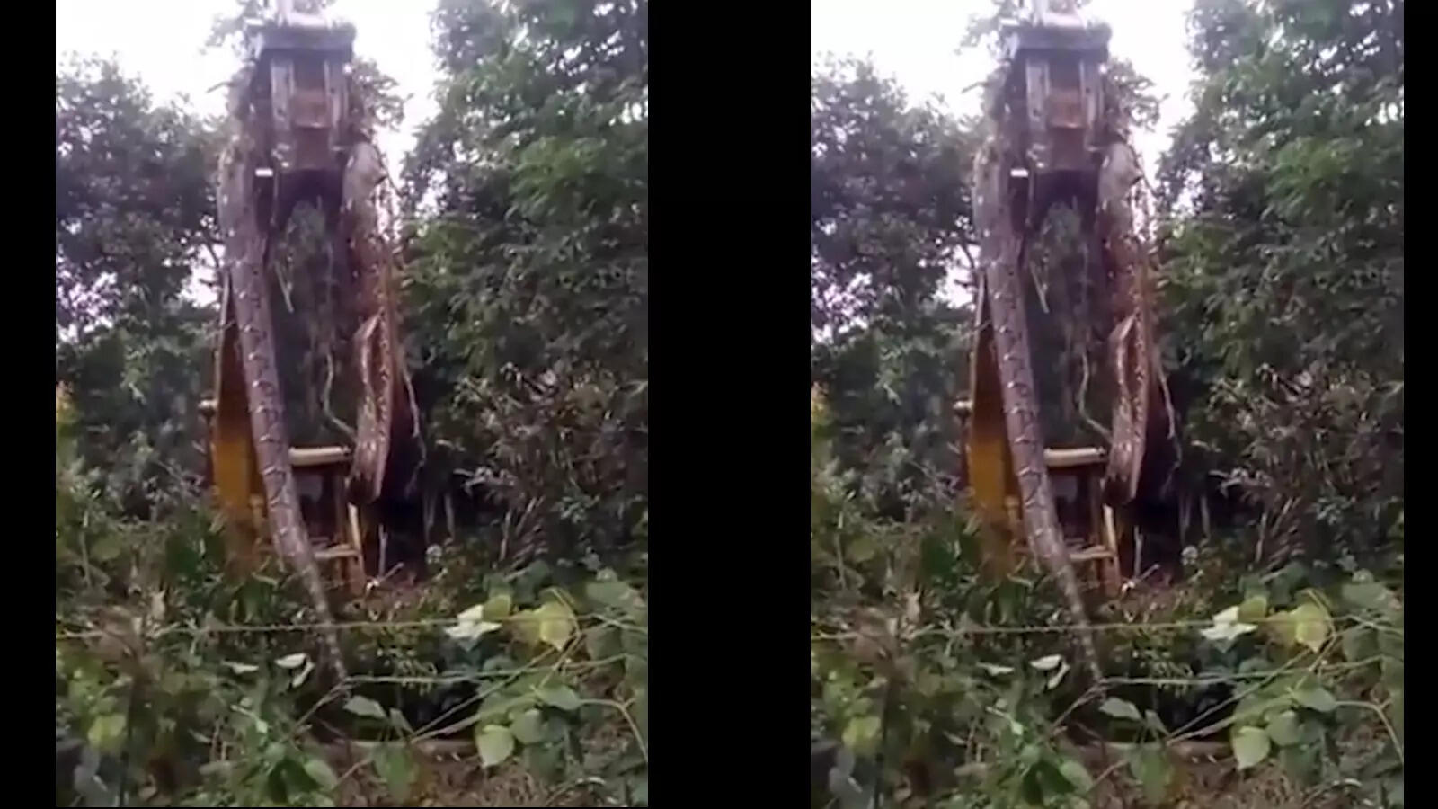 Watch: A huge python was rescued with the help of a crane
