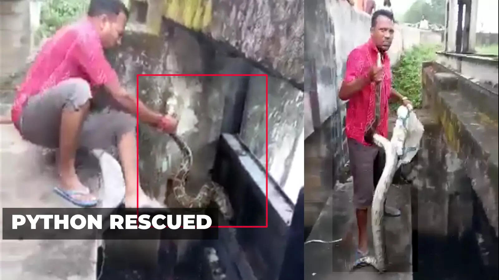 Watch: 7-ft-long Indian python rescued from a canal in Bargarh, Odisha