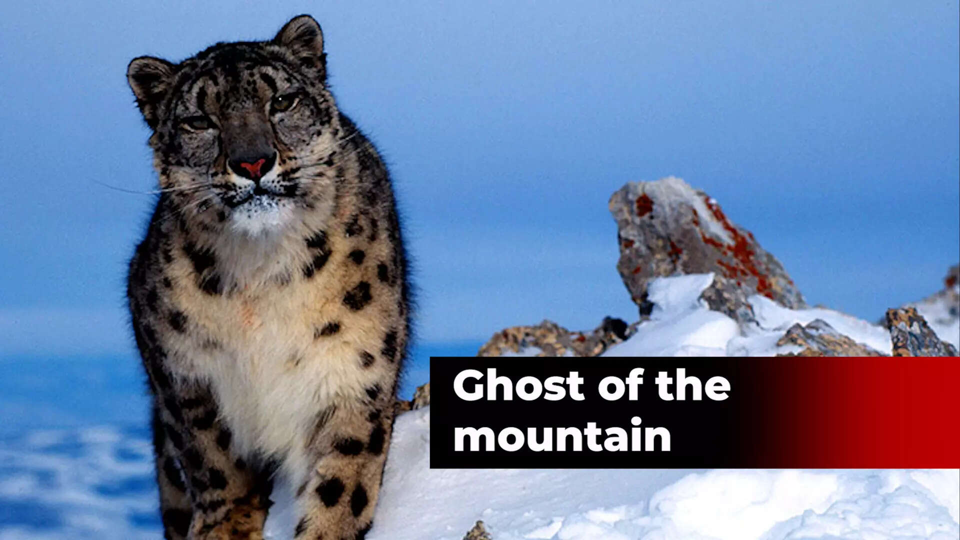International Snow Leopard Day: Why the apex predator of the trans ...