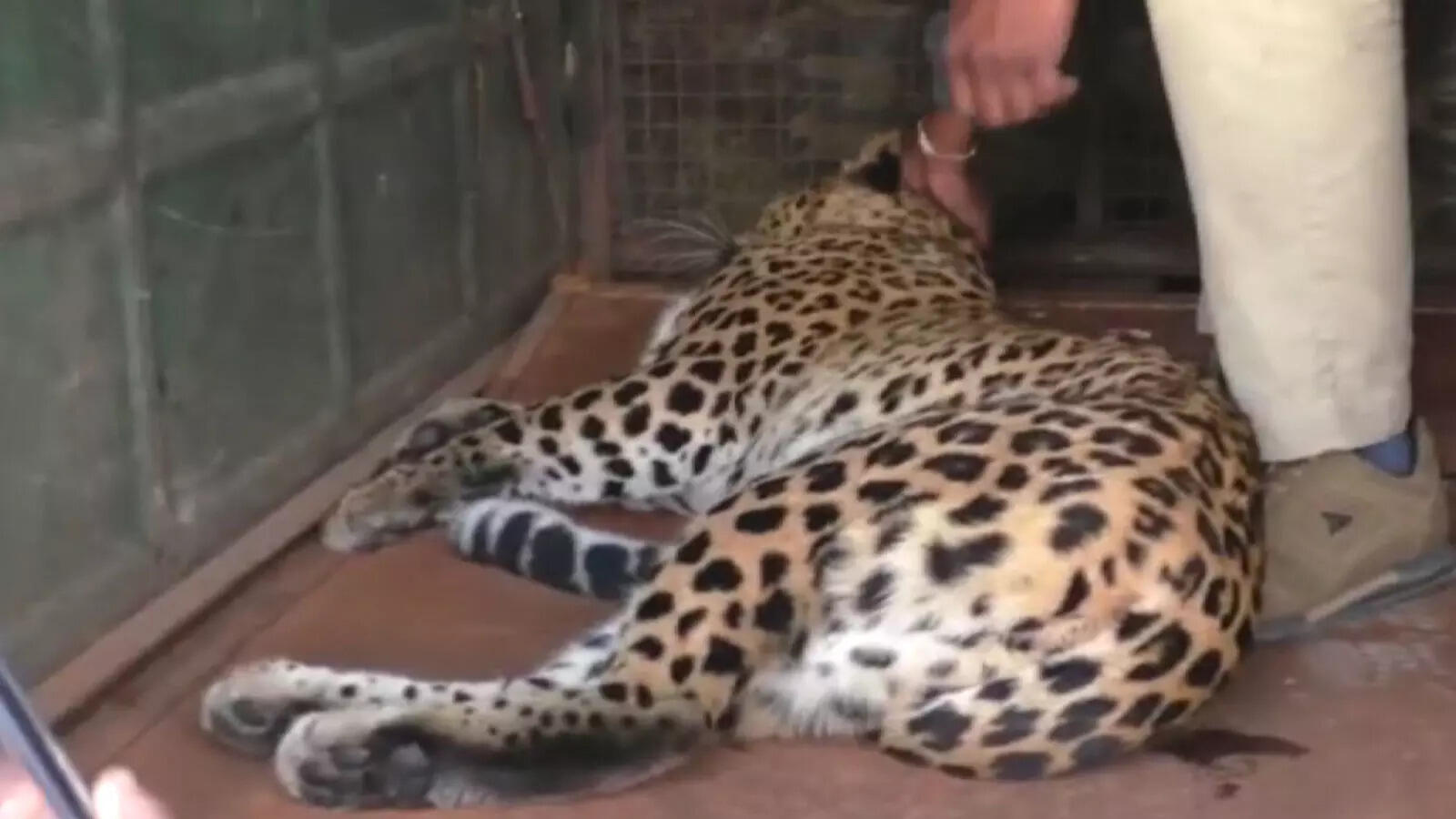 Watch: Leopard enters a house in Karnataka, later captured