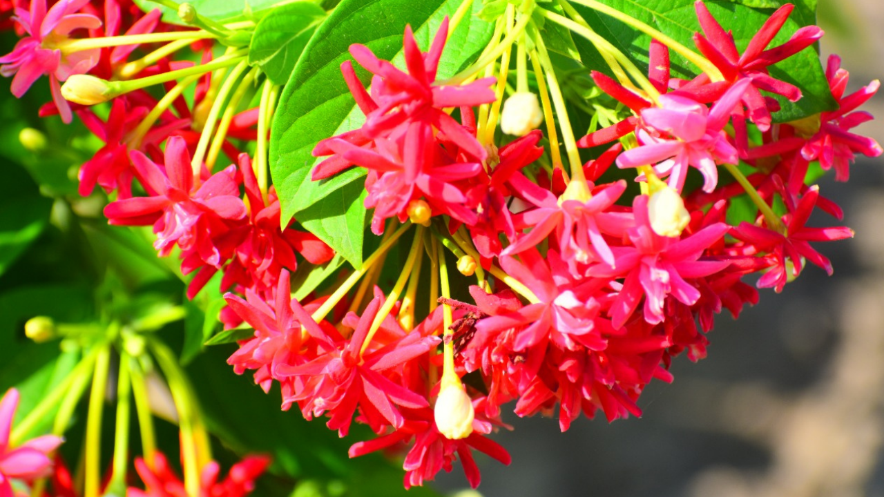 India's biggest aromatic garden, opens in Nainital