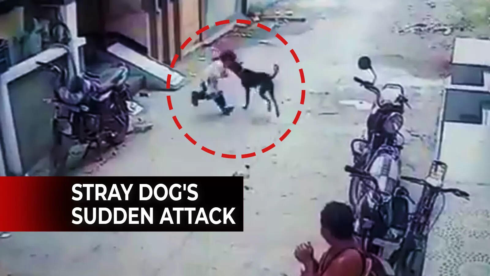 stray dog attacks girl: Ratlam: Stray dog’s deadly attack on 4-year-old ...