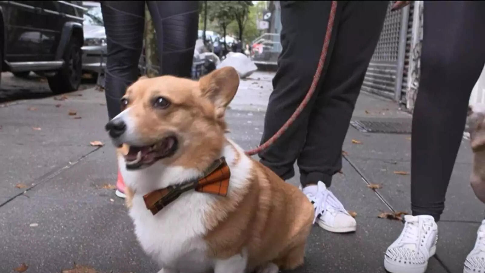 Pet Parade opens new flagship store Reddy, by Petco