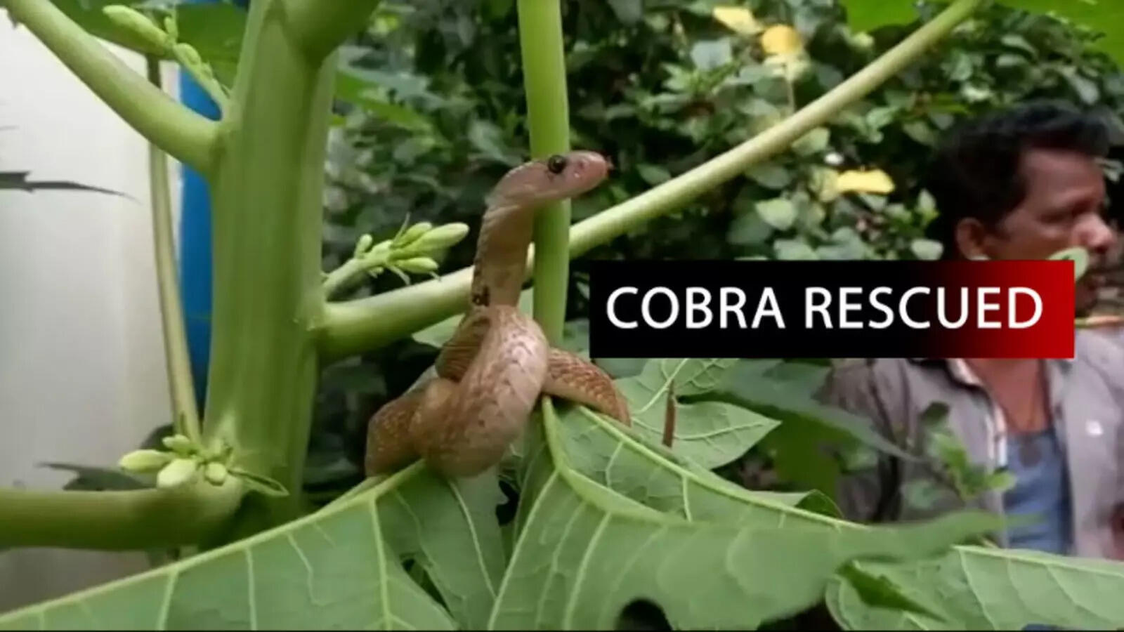 Bhubaneswar: 3-ft-long cobra rescued from papaya tree