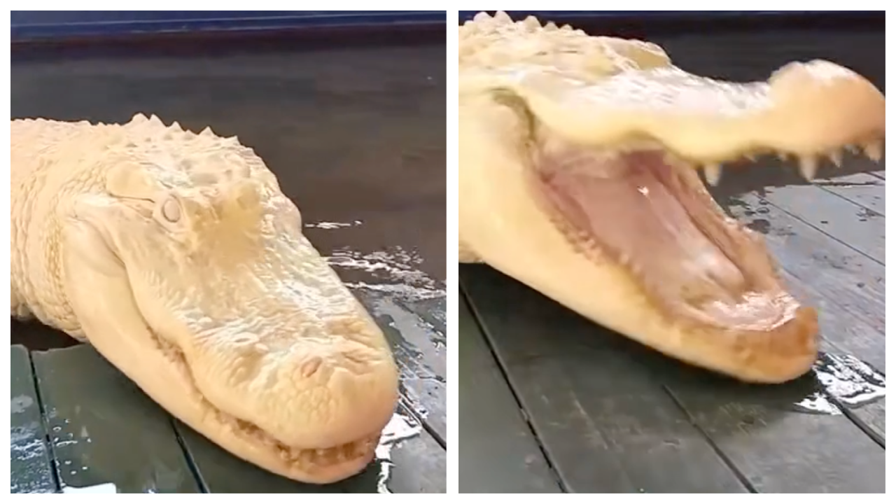 Meet Pearl! An albino alligator
