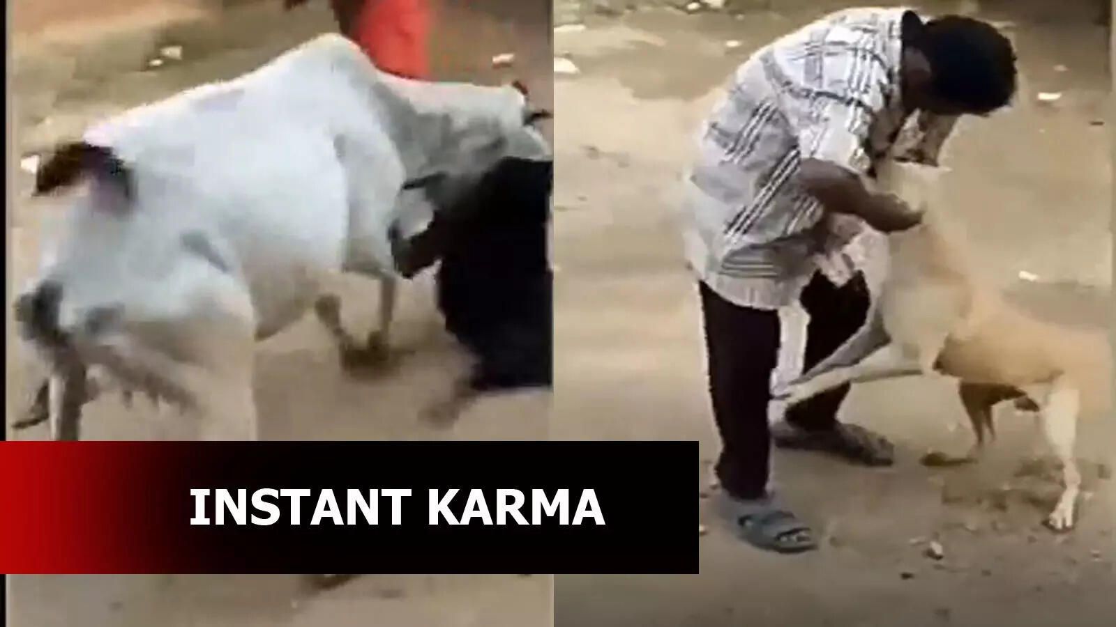 Viral video: Cow punishes man for assaulting a dog