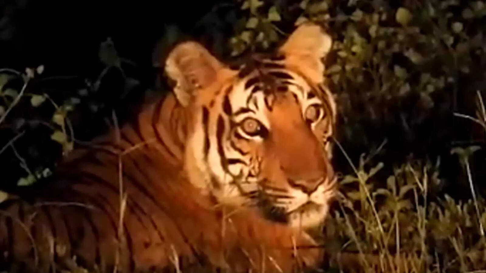 Kerala: Tiger sighted near a tea estate in Munnar