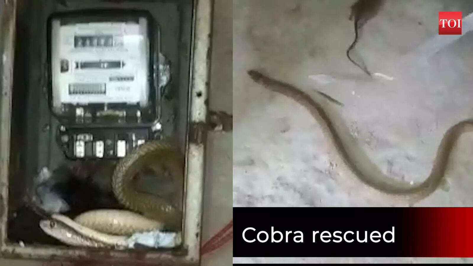 Cobra on mouse hunt gets trapped in electricity meter box in ...