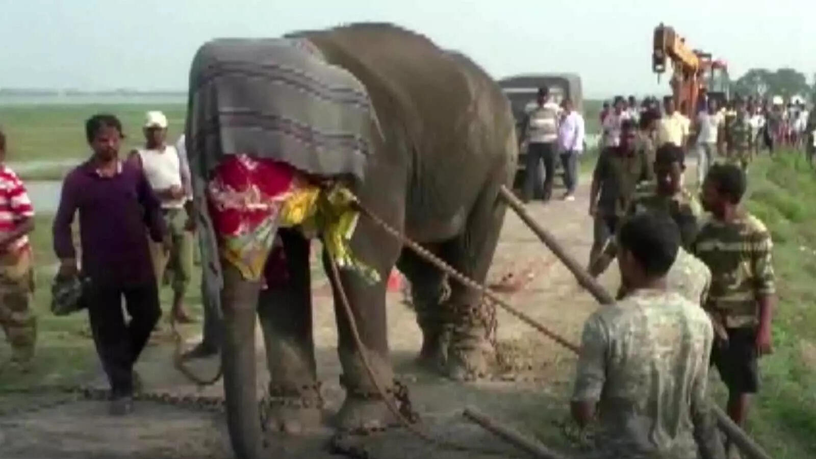 Odisha: Elephant tranquilised, rescued by forest officials in Kendrapara