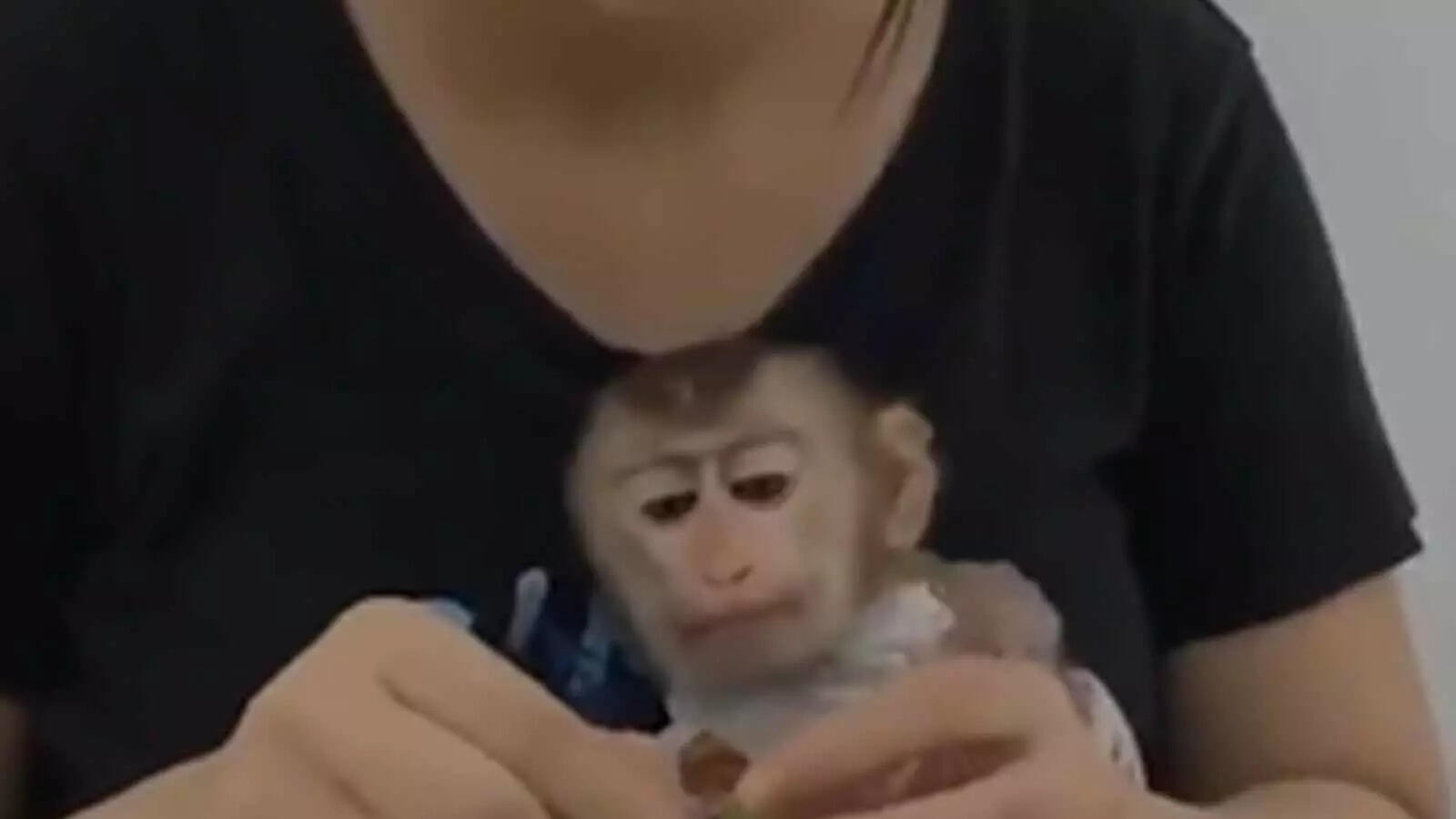 How an orphan baby monkey gets affection
