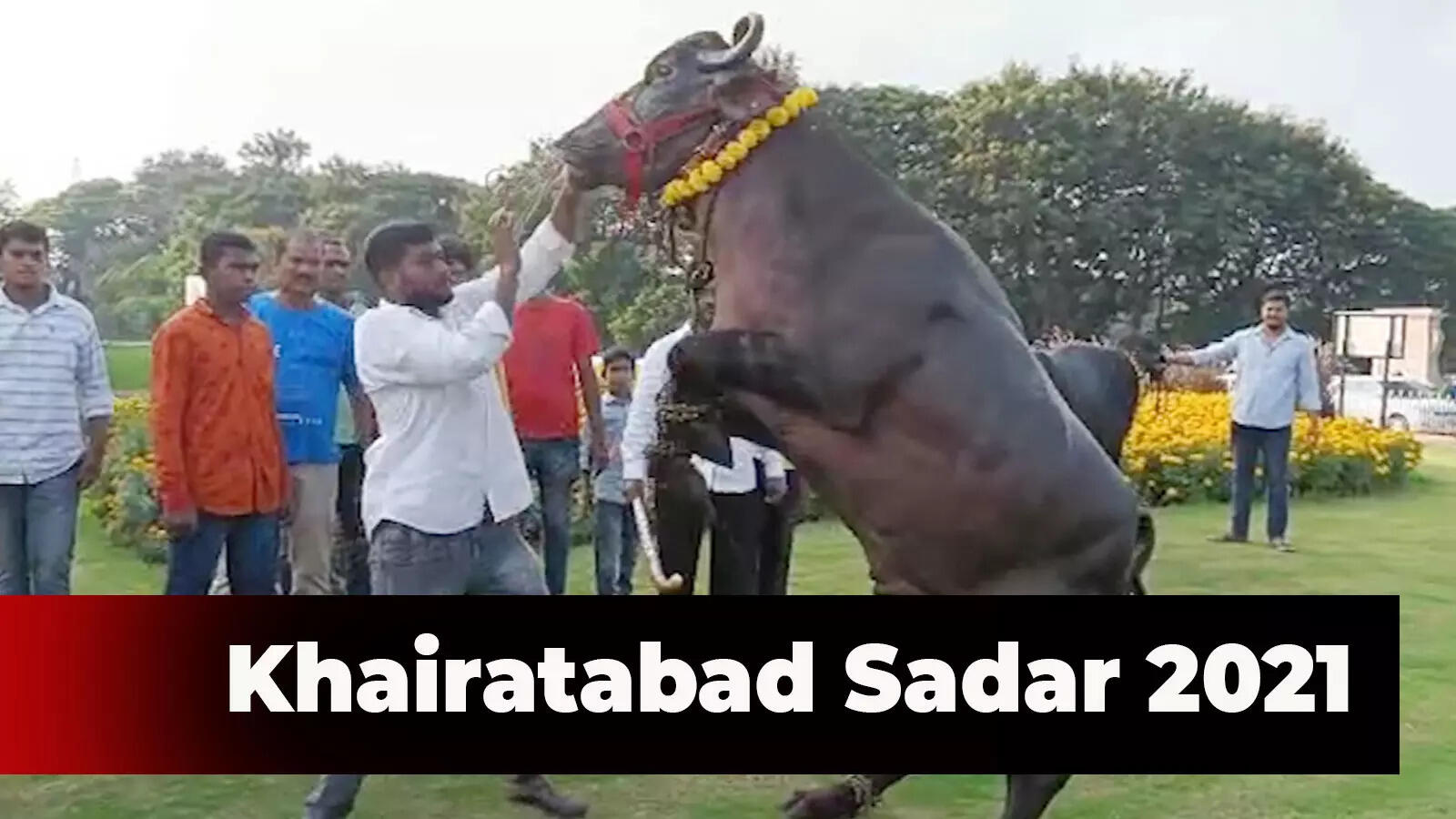 Hyderabad celebrates Sadar festival-a carnival of buffaloes