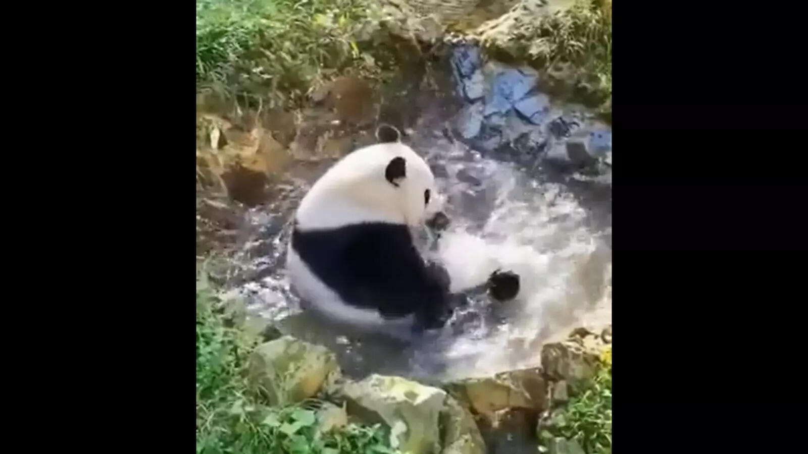 Viral video: Cute panda taking a playful bath
