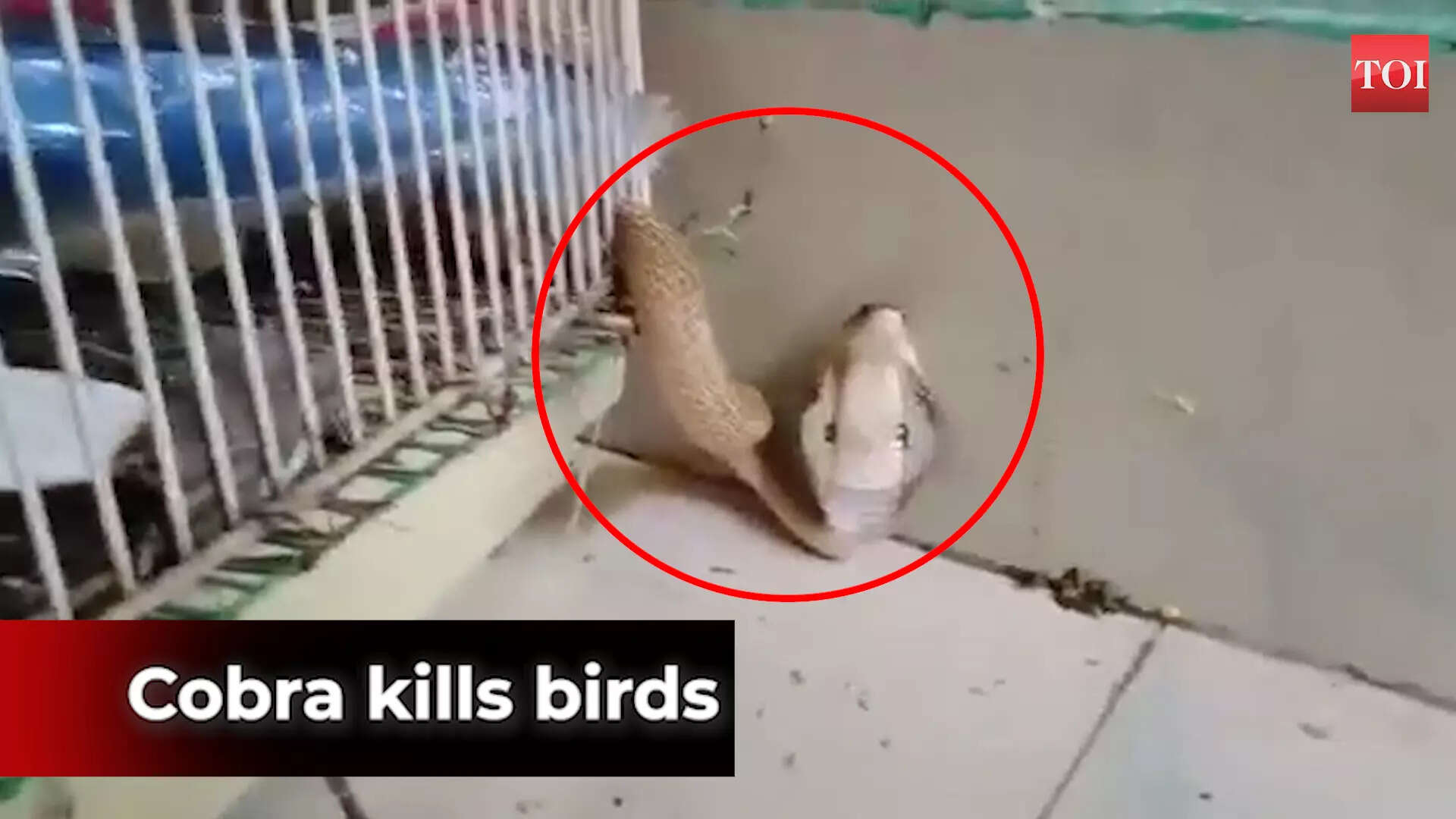 Bhubaneswar: Cobra hunts and feeds on birds in a cage
