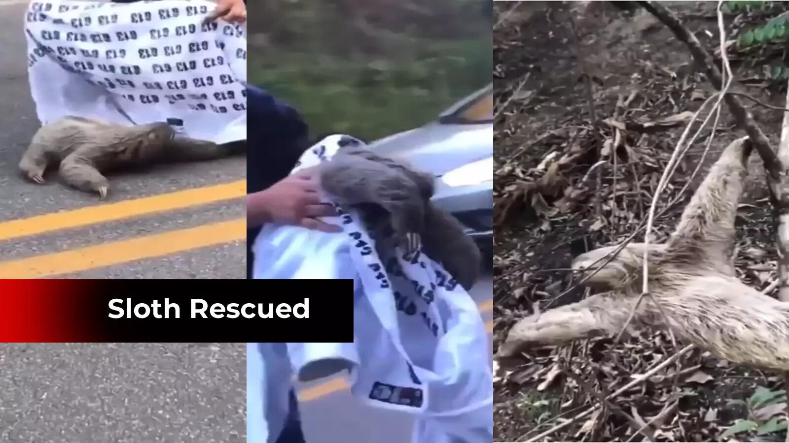 Watch: Stranger helps a Sloth to cross the road