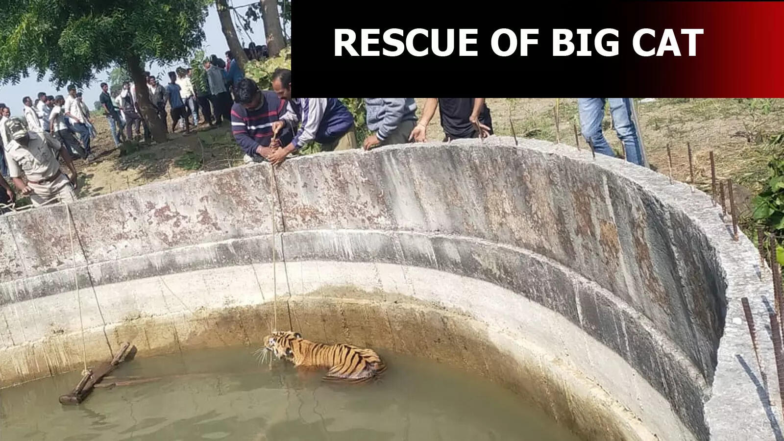 Watch: Adult tiger falls into well, rescued after 3.5 hours