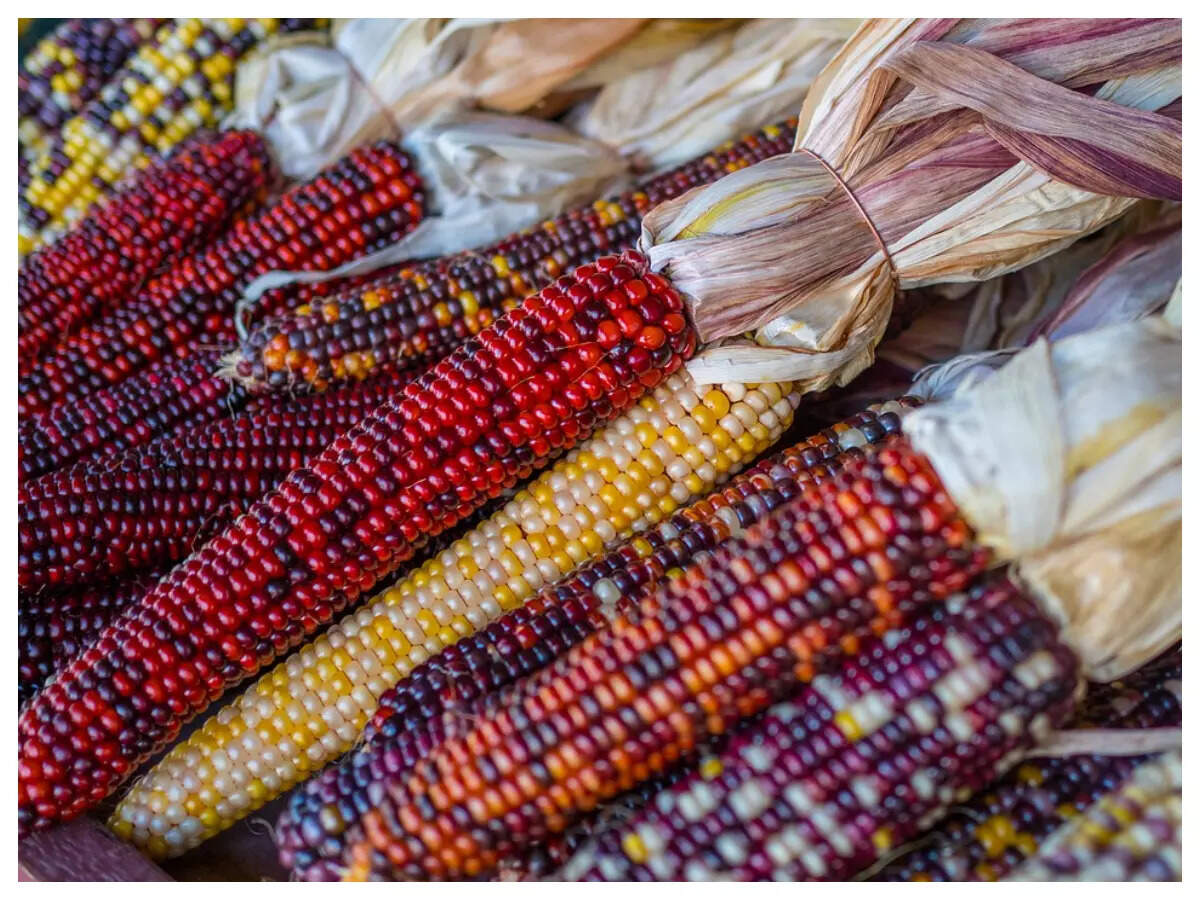 Coloured Corns Health Benefits: 3000-year-old Coloured Corns of North ...
