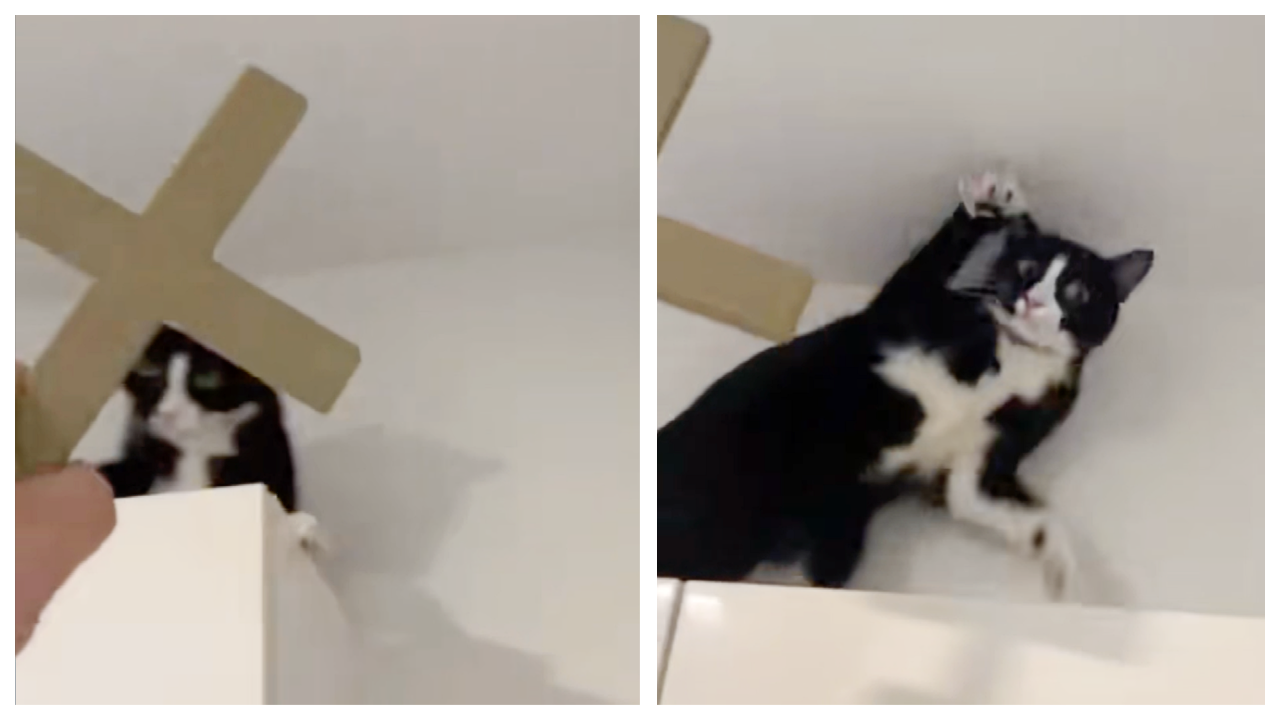 Is this cat possessed or just goofy?