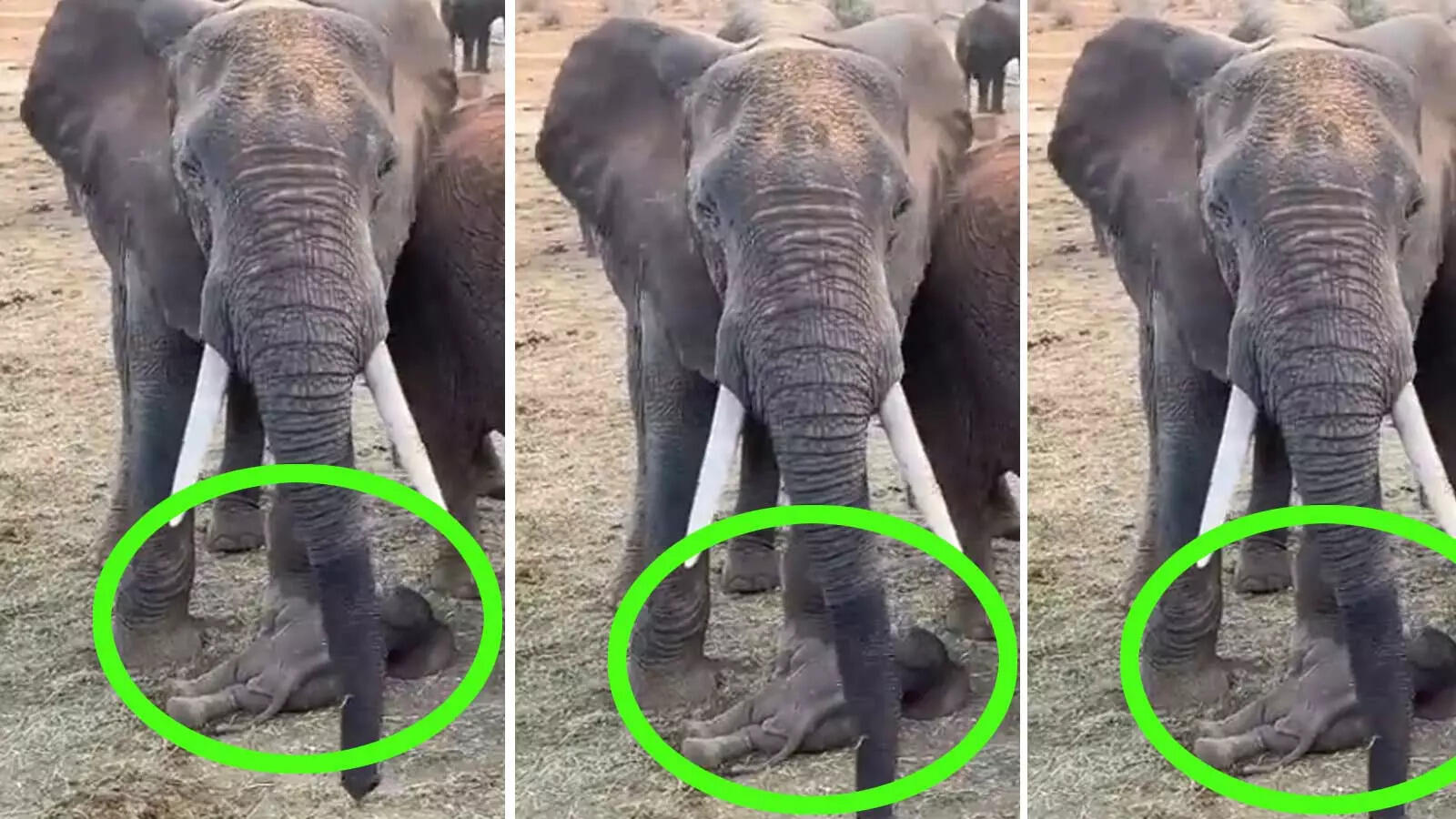 Watch: A newborn elephant calf learning 1st steps from mom