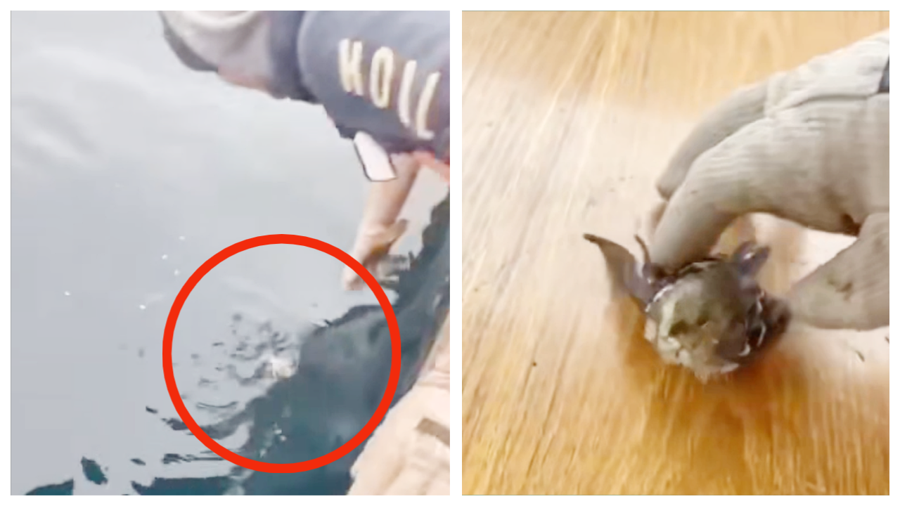 Watch: Sailor saves bird from drowning