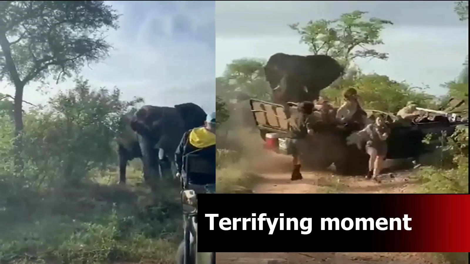 Watch: Elephant attacks tourists, overturns safari vehicle