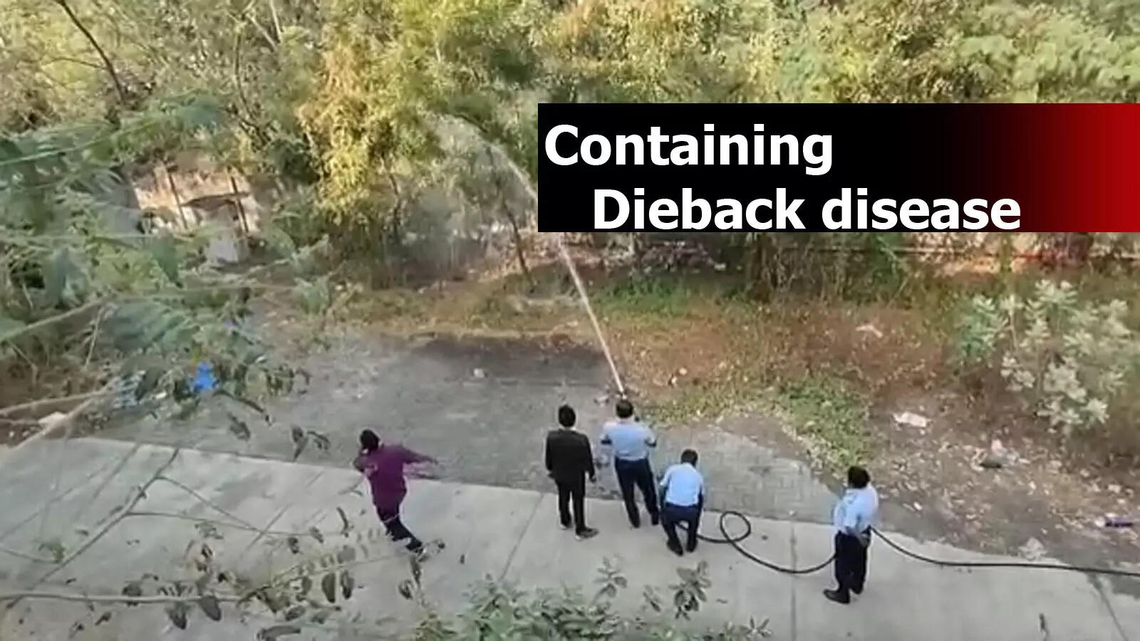 Nagpur: Researcher treat dieback-hit neem trees in the city