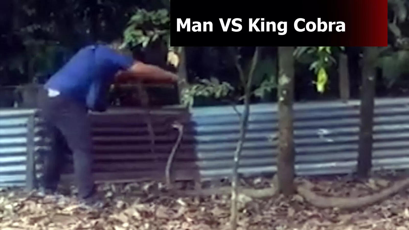 Watch: Huge King Cobra attacks snake catcher