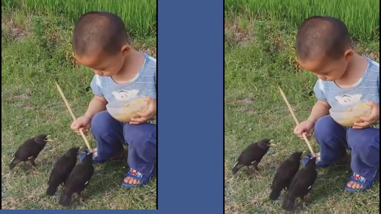 Watch a little boy feeding birds in a feel good viral video