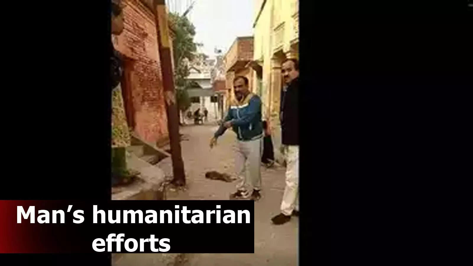 Watch: UP man resuscitate 3 monkeys knocked out by electric shock