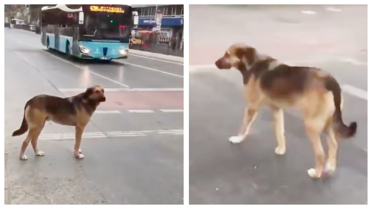 This dog is more civil than other human civilians